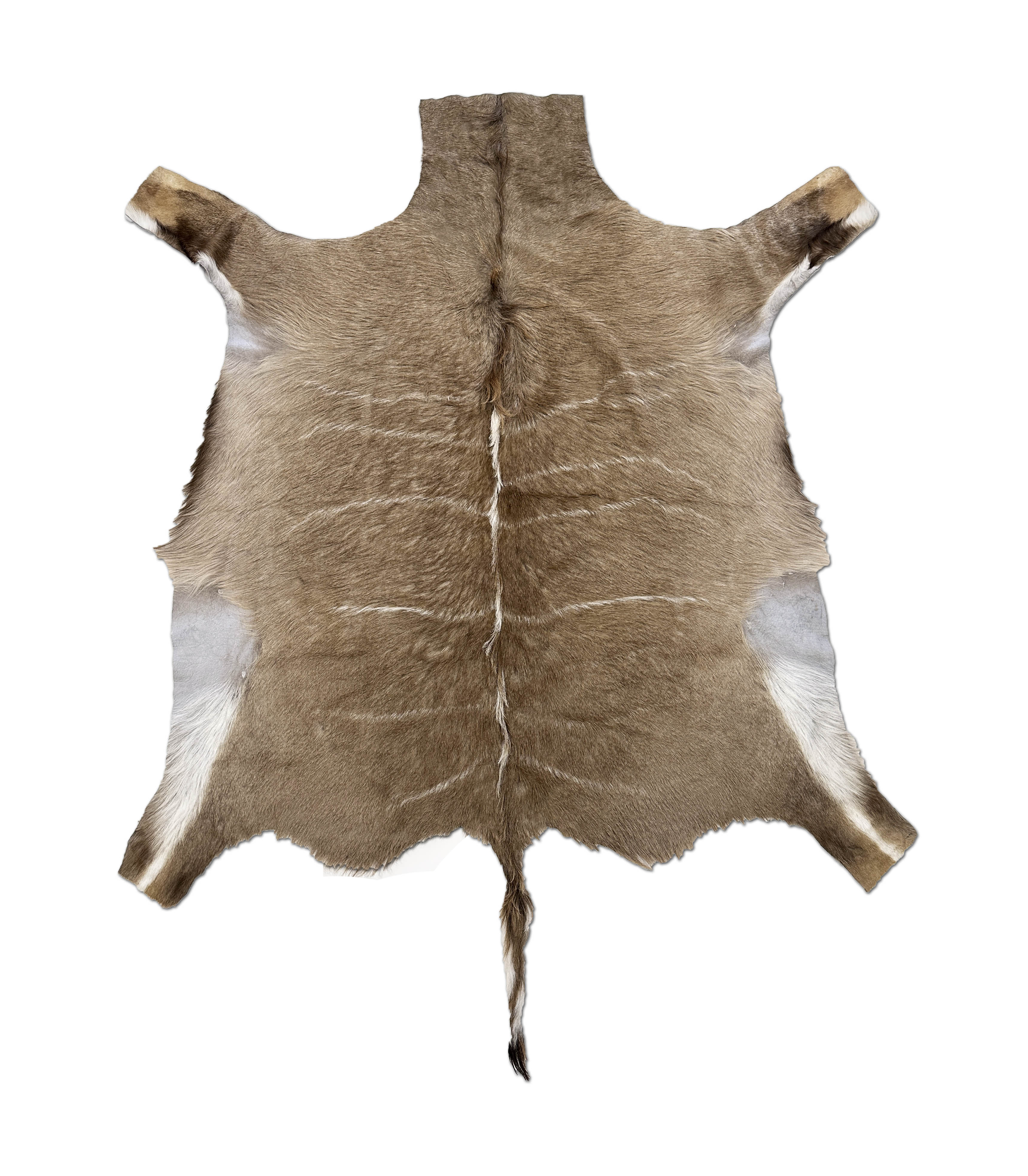 Exotic Animal Hides - Extensive Selection - Furug