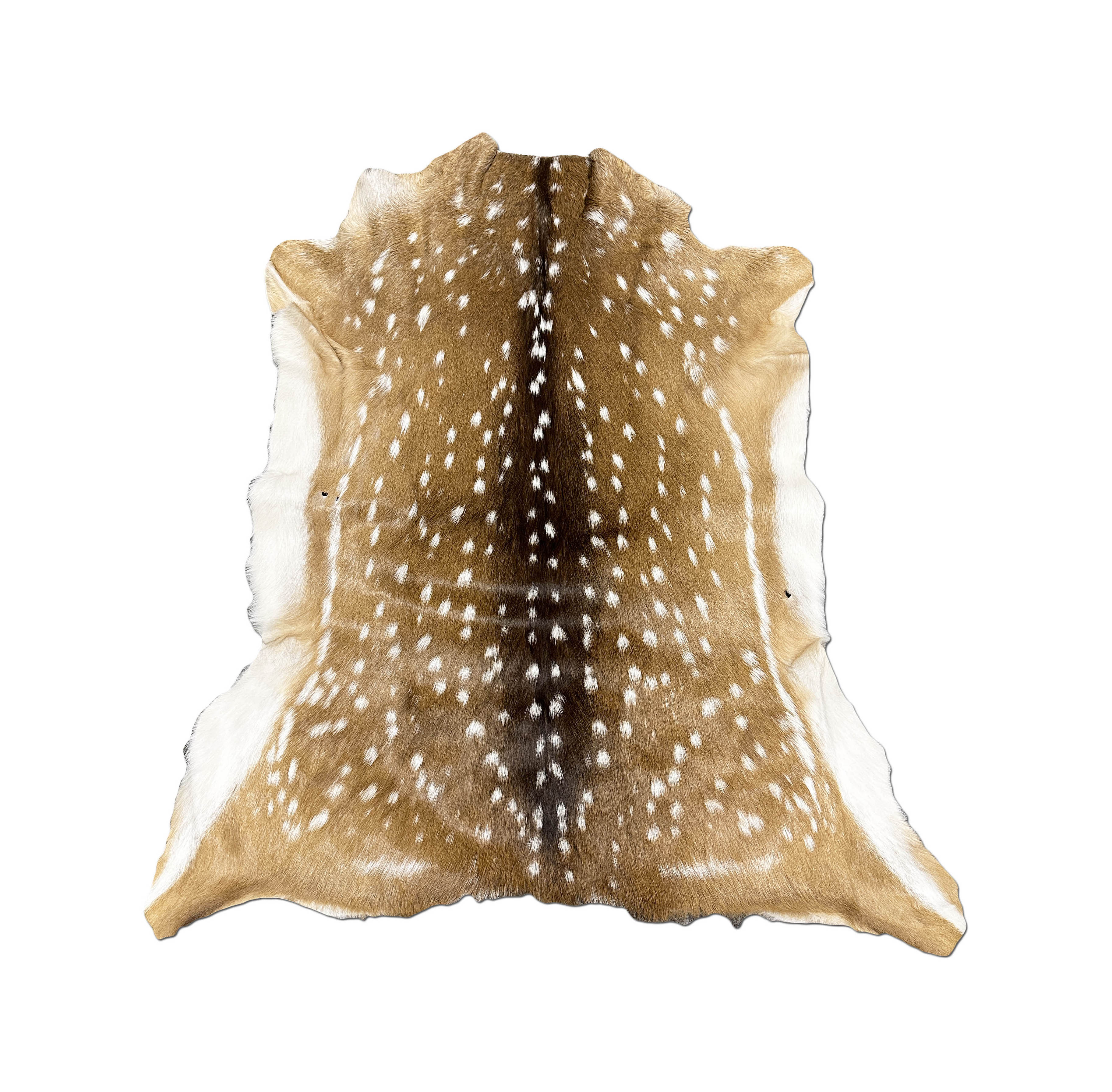 Natural Axis Deer Hide Real Fur Rug | A Grade XL – Furug