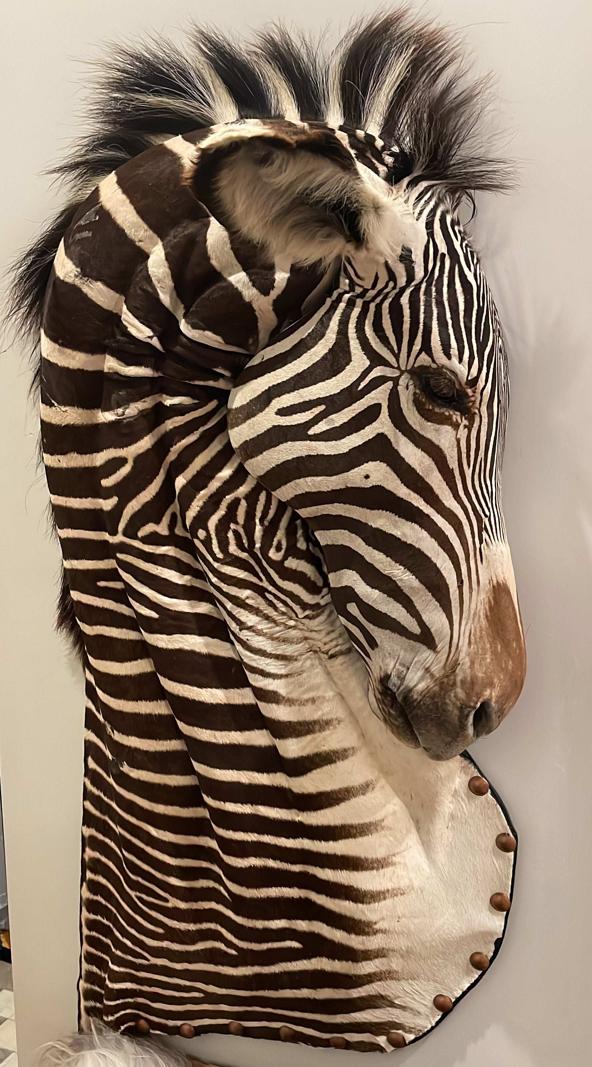 African Zebra Wall Mount Exotic Taxidermy - Zebra Taxidermy – Furug
